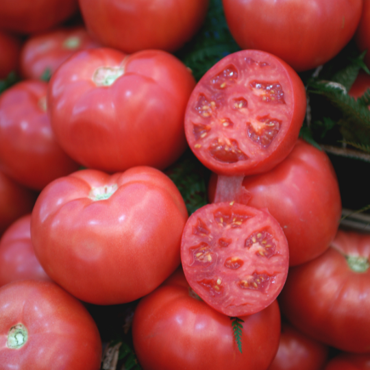 Italian Pink Tomato (Solanum lycopersicum) | Terre promise